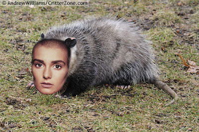 An odd bird: More fake animals