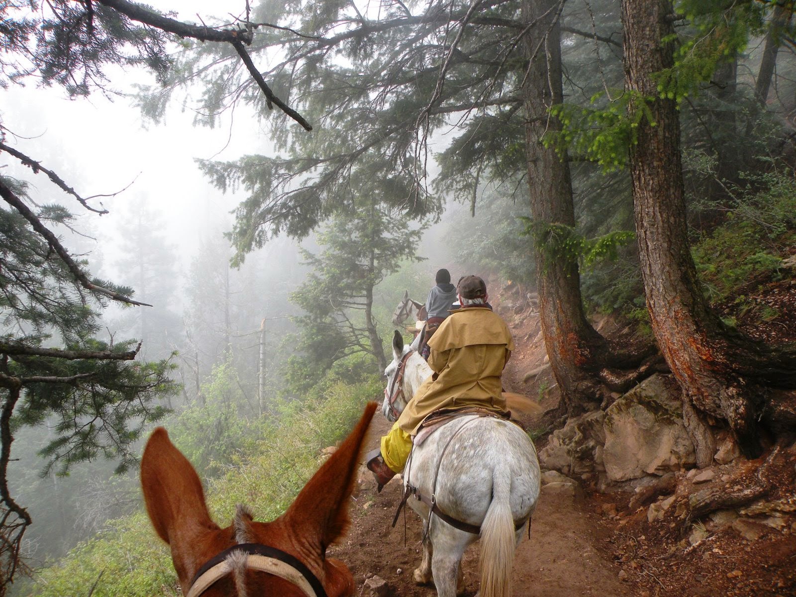 Dream Packer Trail Adventures: Grand Canyon, Master Muleteer 2009
