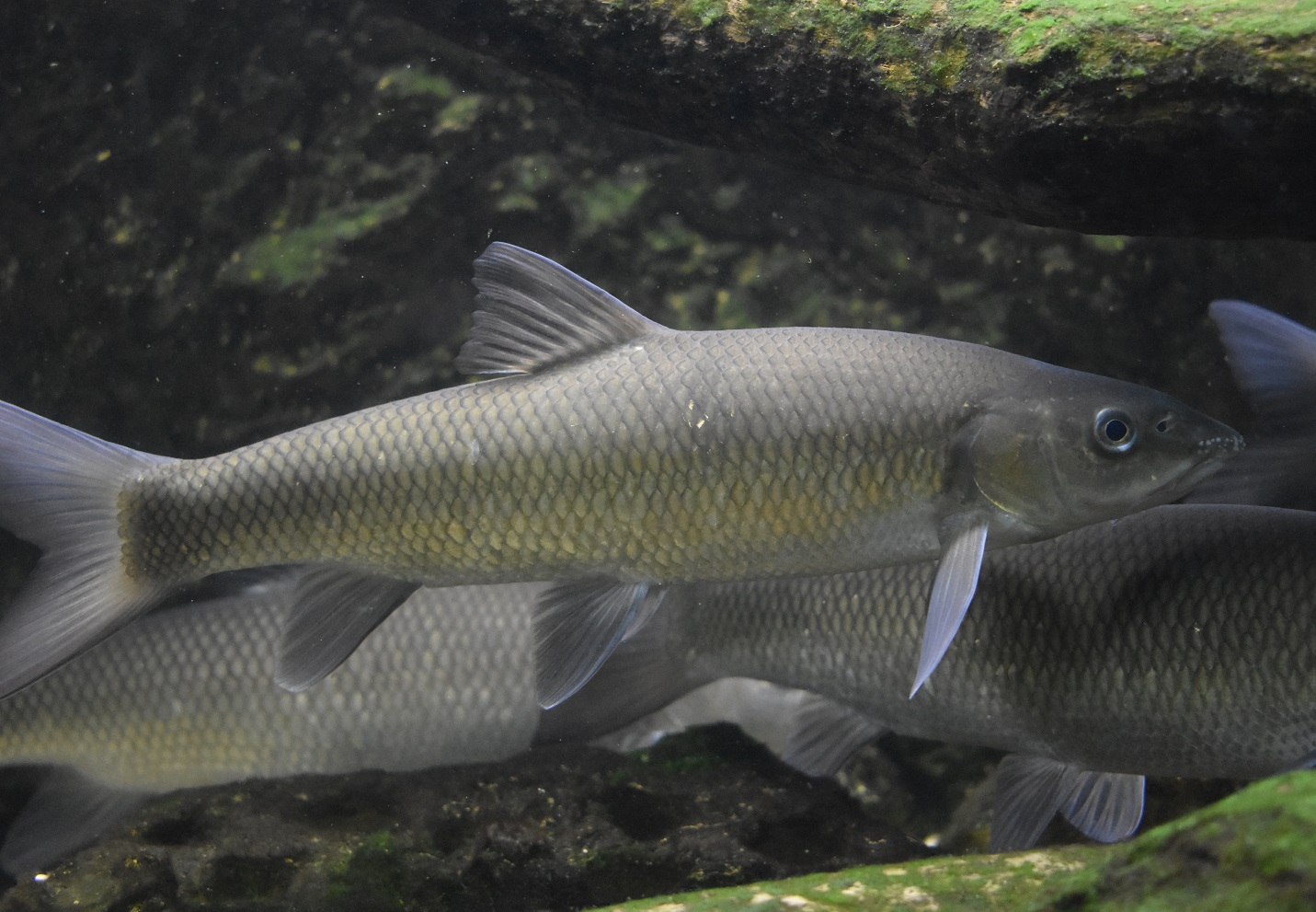 ZOOTOGRAFIANDO (6.100 ANIMALS): BARBO DE GRAELLS (Luciobarbus graellsii)