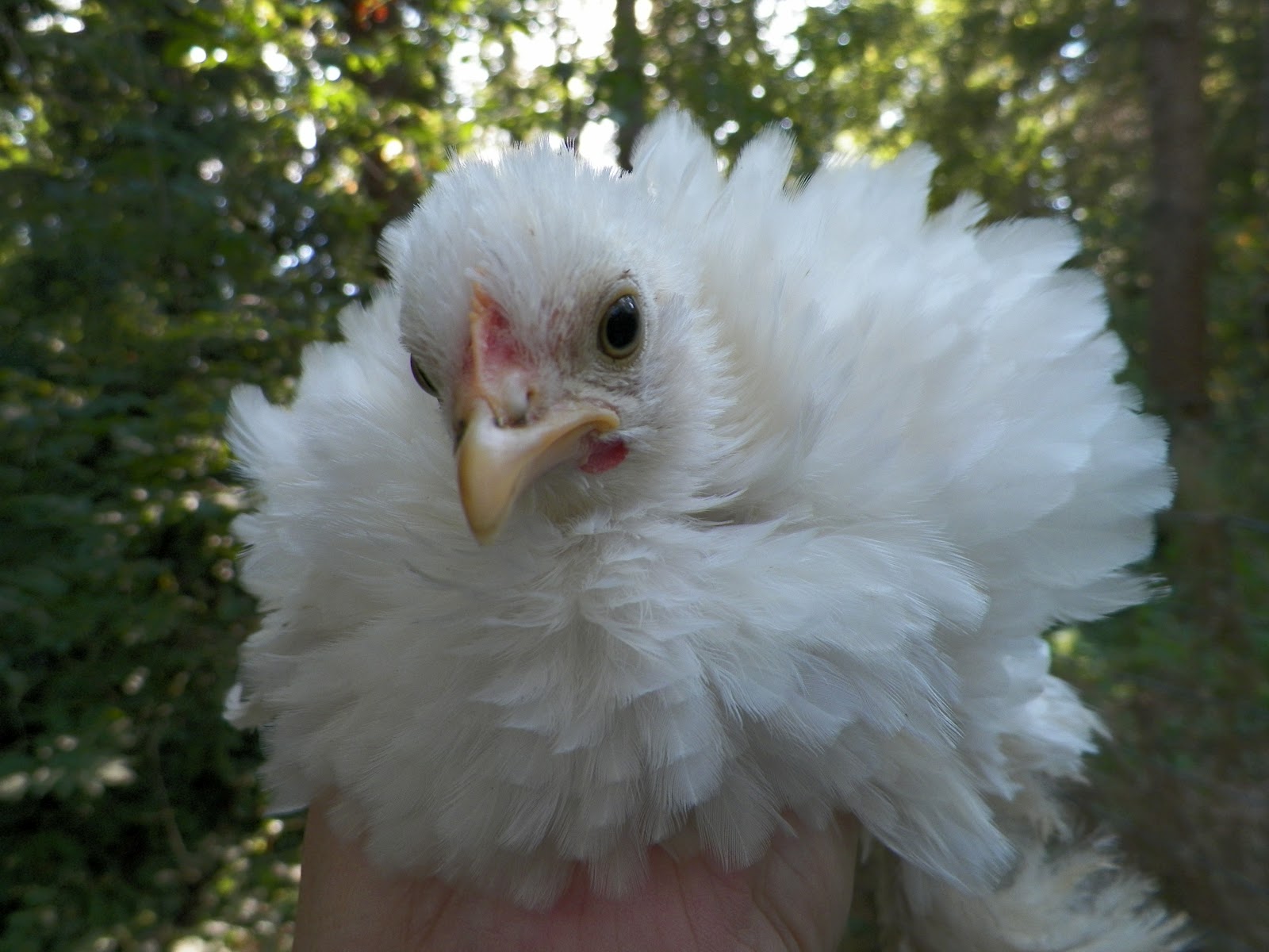 From Cedar Pond to Laughing Dove Farm : The Trouble With Tribbles..