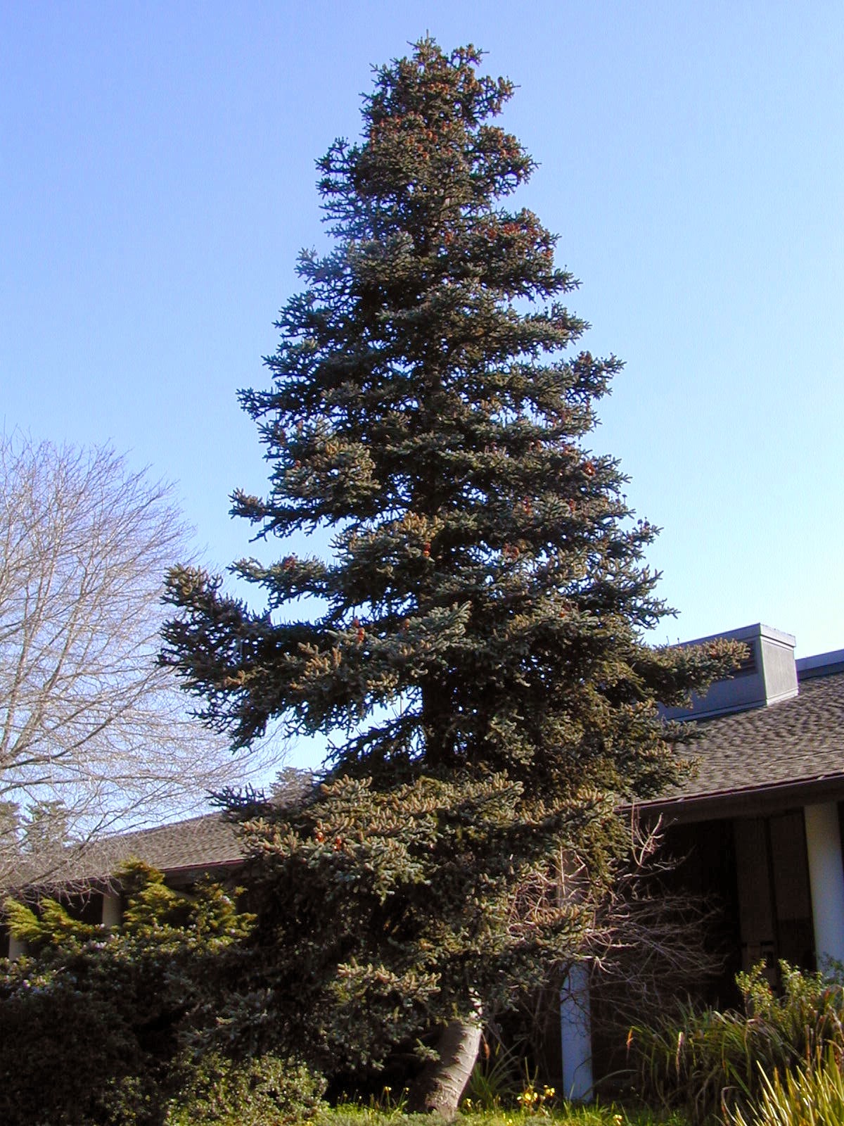Trees of Santa Cruz County: Abies pinsapo 'Glauca' - Spanish Fir