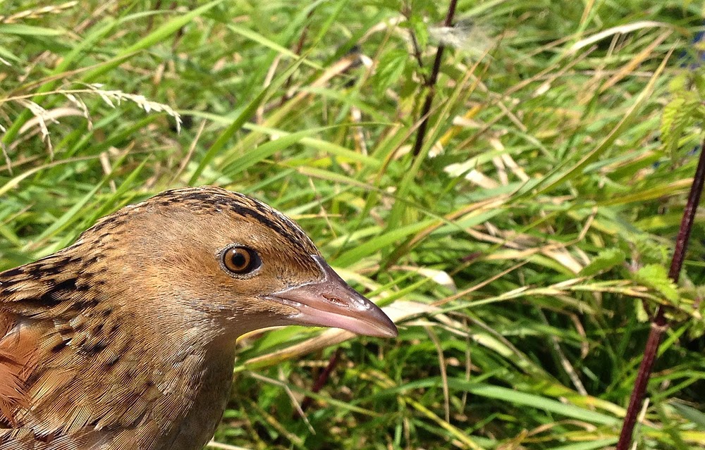 CAMBRIDGESHIRE BIRD CLUB GALLERY: Corncrake