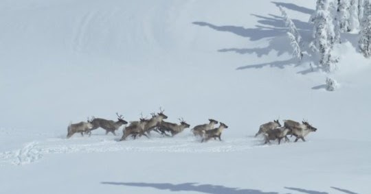 Wolves, Wolf Facts, Cougars, Cougar Facts, Coyotes, Coyote Facts ...