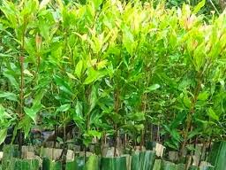 Taman Darul Iman: Cengkih