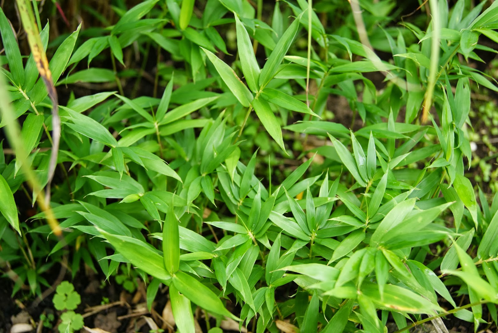 Botanica: Mini Bambu