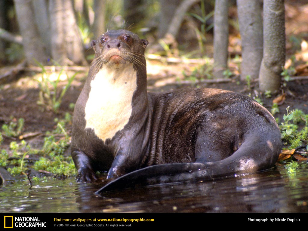 Info Escolar: Lobo de Río o Nutria Gigante