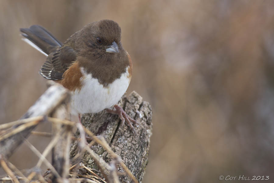 Country Captures: Eastern Towhee