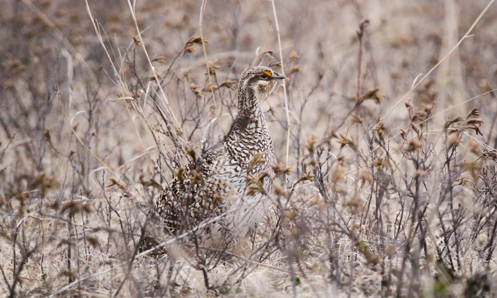 ShutterWi: Sharp-Tailed Grouse. Bayfield County WI.