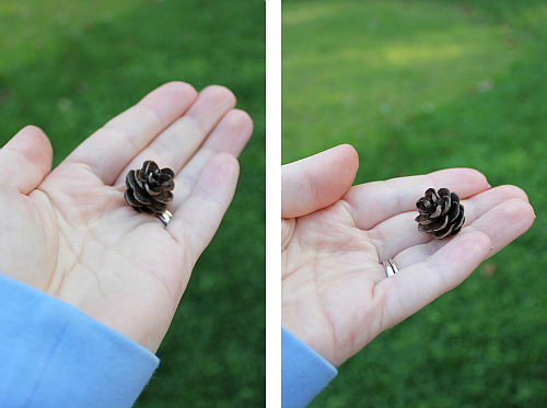 love, laurie: the world's smallest pine cone?