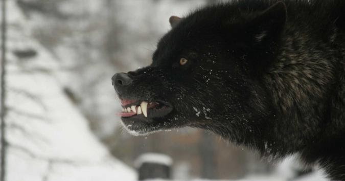 White Wolf : Wolves Saved Humans From Extinction