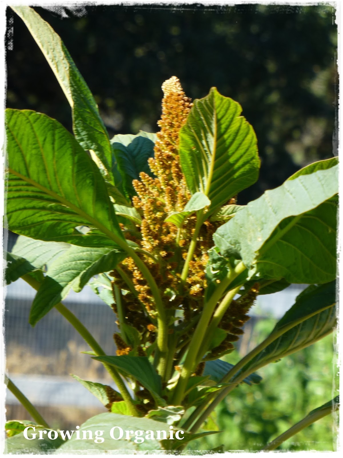 Growing Organic : Amaranth