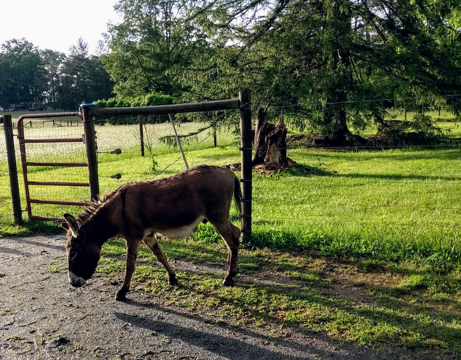 Our Tiny Farm NC in Western NC: Pictures of Our Mini-Donkeys