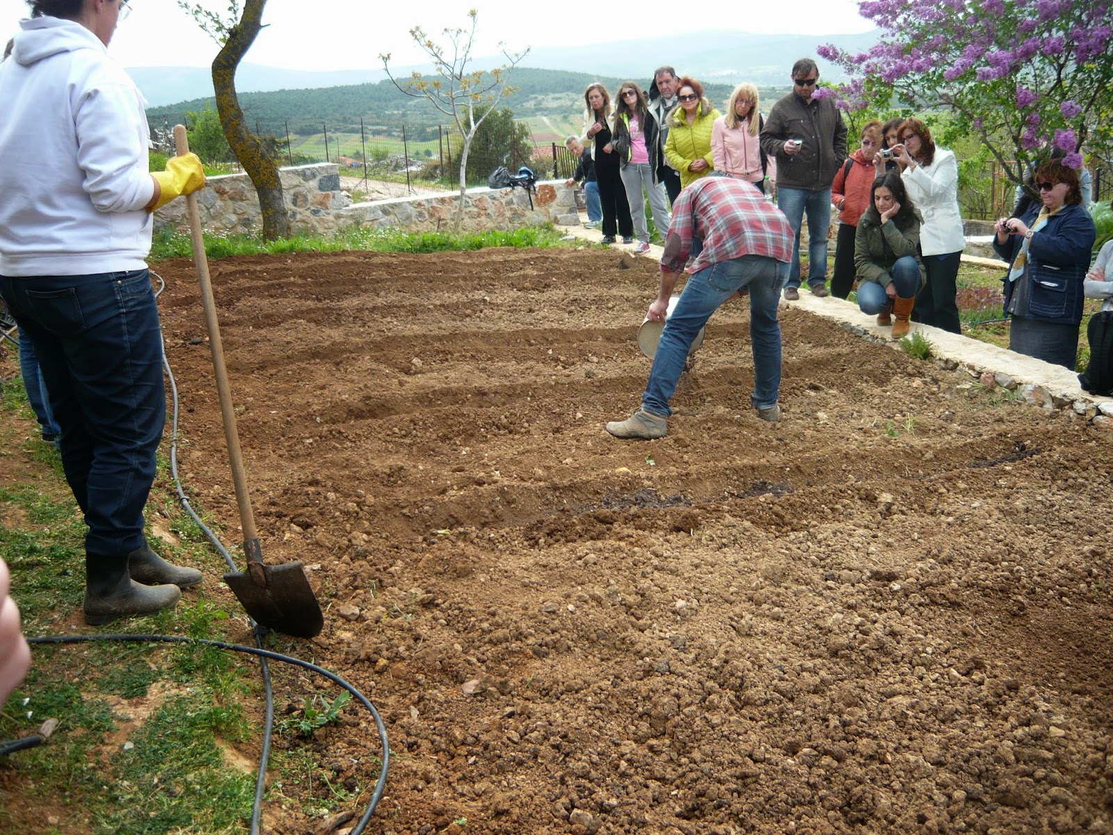 ΣΧΟΛΙΚΟΙ ΛΑΧΑΝΟΚΗΠΟΙ : ΟΙ ΚΗΠΟΙ ΤΩΝ ΣΧΟΛΕΙΩΝ ΤΗΣ Δ/ΣΗΣ Β/ΘΜΙΑΣ ΕΚΠ/ΣΗΣ ...