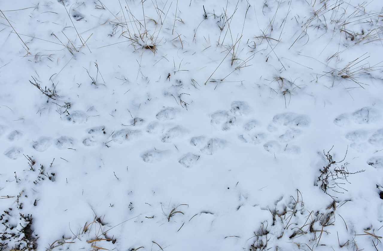 Jozef van der Heijden - Natuurfotografie: Sporen zoeken in Natuurgebied ...