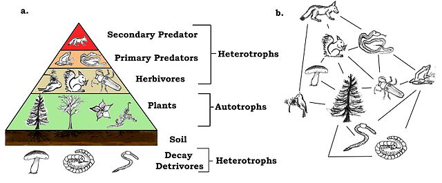 Ecological Concern: The Food Web