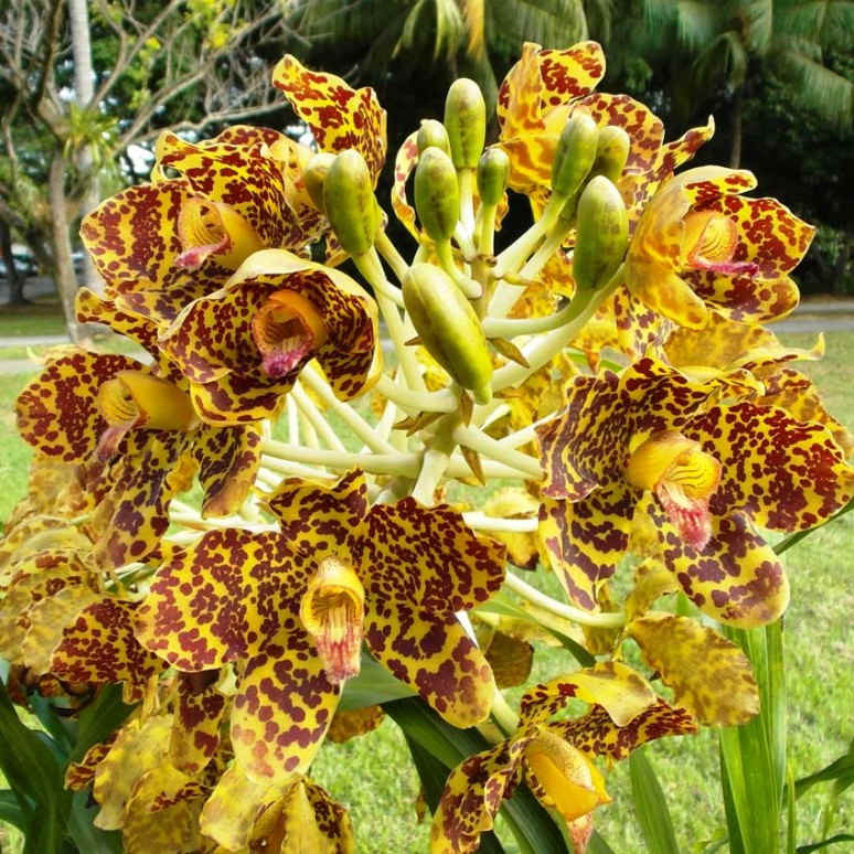 Jenis dan tipe Bunga Anggrek : Bunga Yang Disukai Wanita - Artikel Unik ...