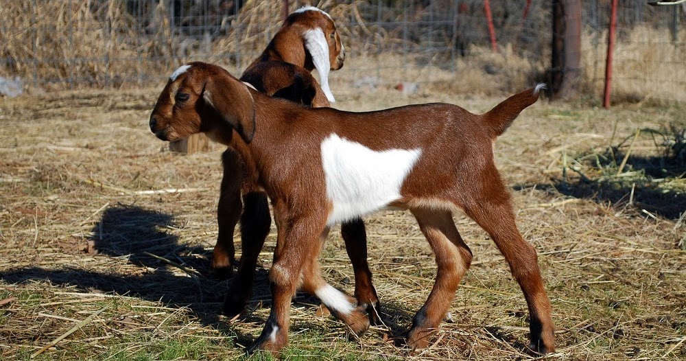 19 Important Items to Include in Your Goat Birthing Kit (Free Printable ...