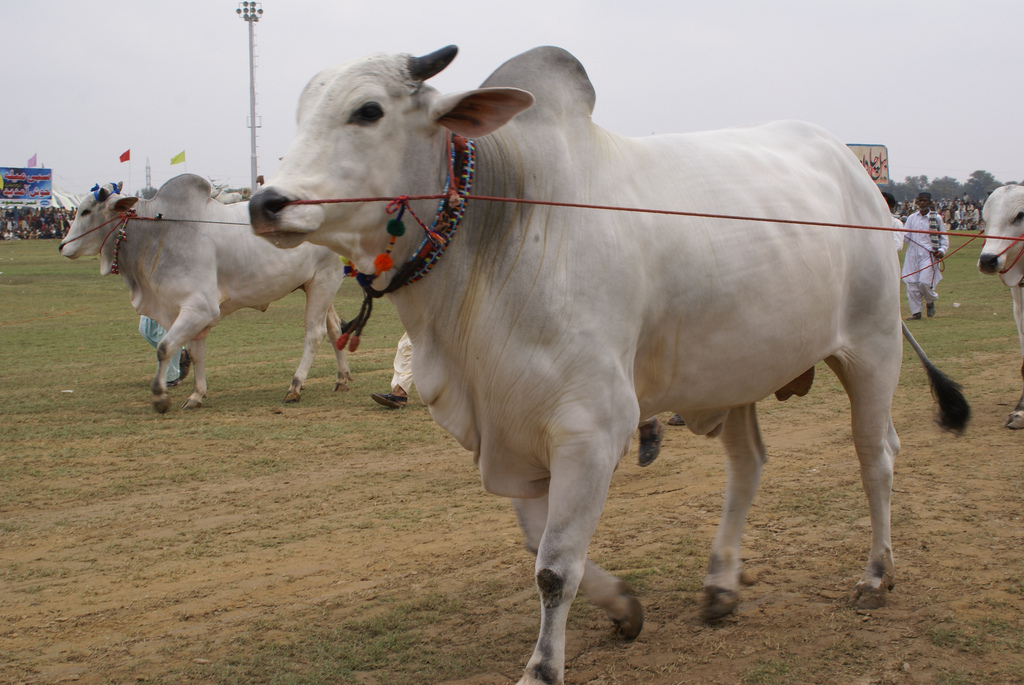 Sibi Balochistan : Wild life of Sibi district