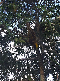 FAIZ FARM: Burung Tempua