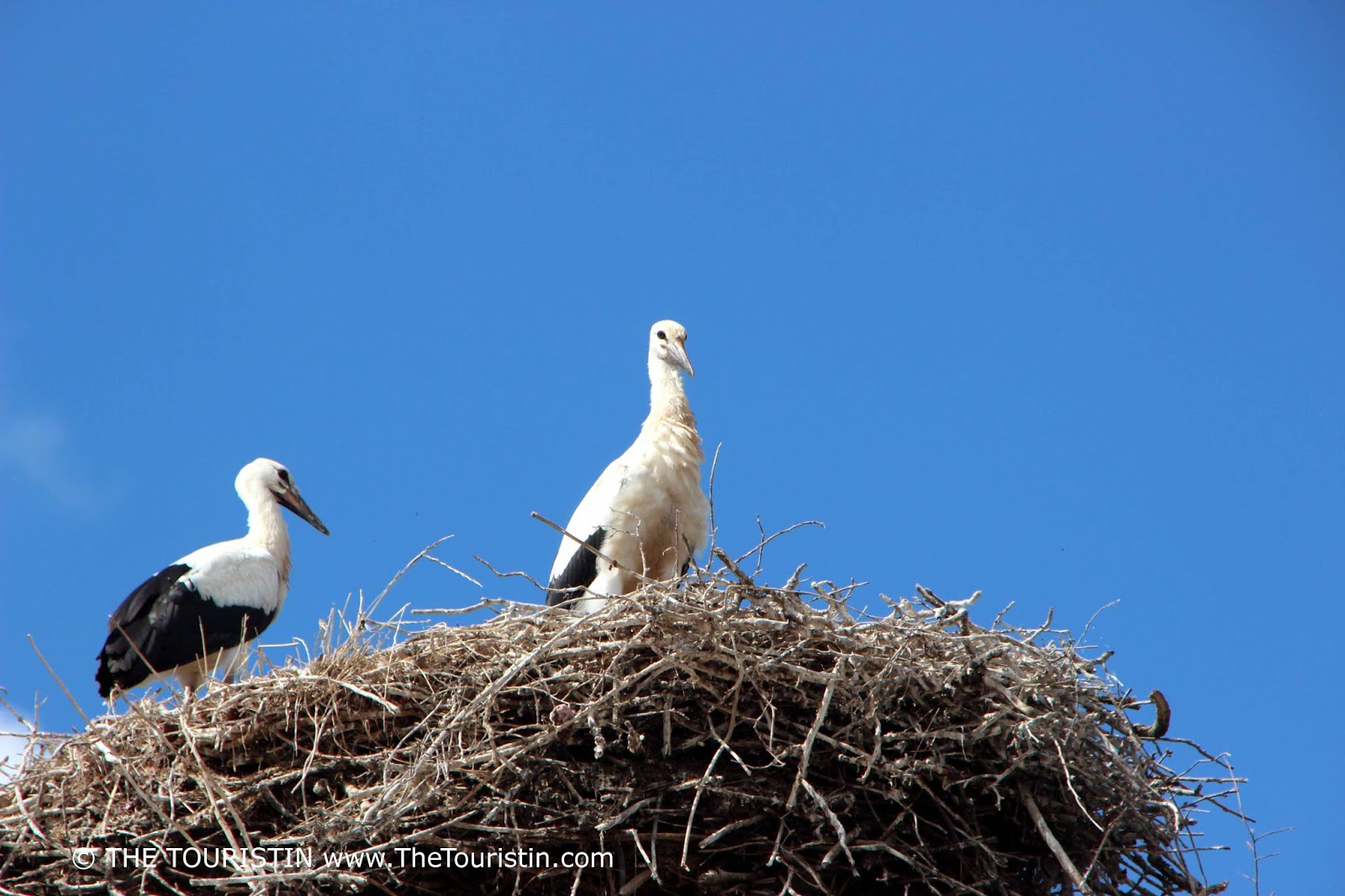 THE TOURISTIN: Travel Germany. Visit Rühstädt: Europe's largest stork town