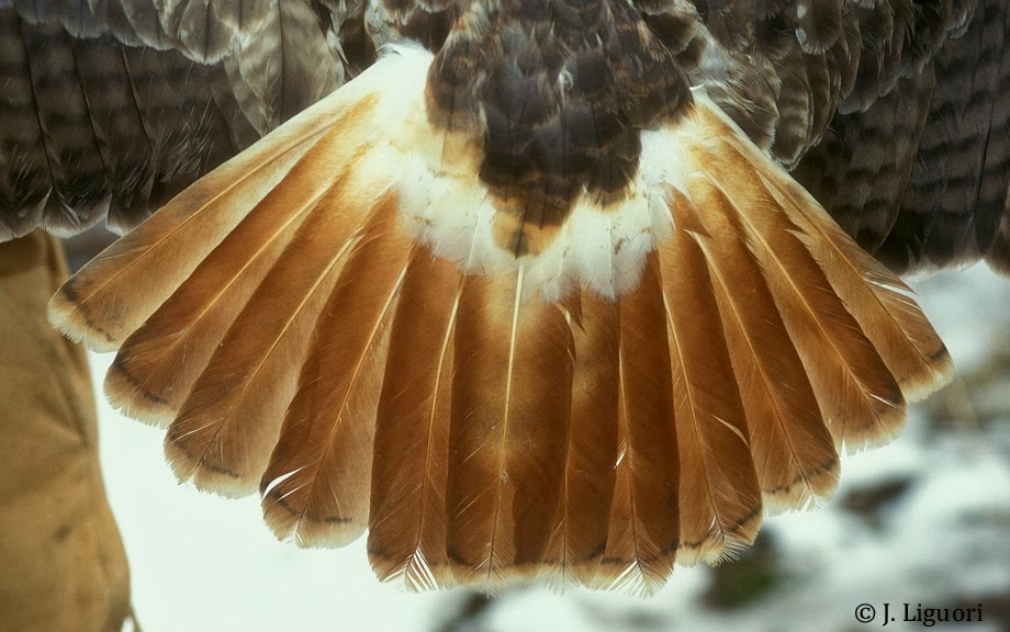 Raptor Identification and Photography: Sexing Red-tails by the sub ...