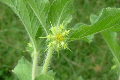 Medicinal Plant - Acanthospermum hispidum