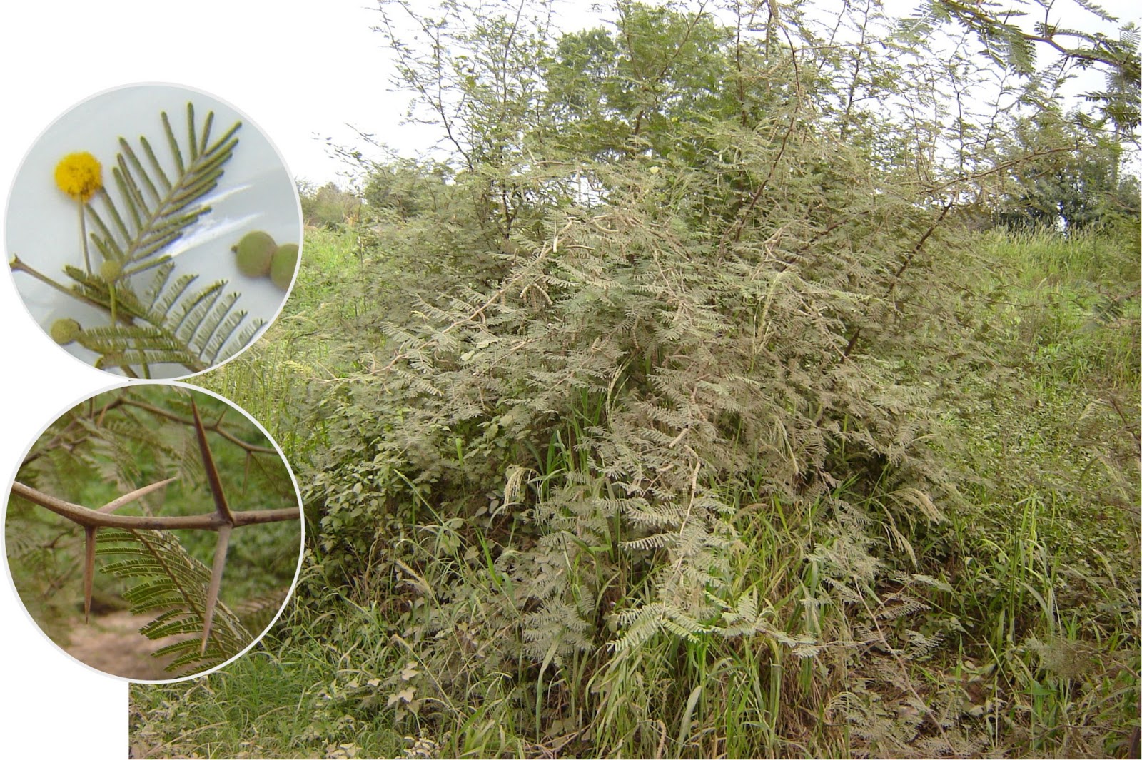 v e r d e c h a c o: Tusca / Aromo / Epinillo