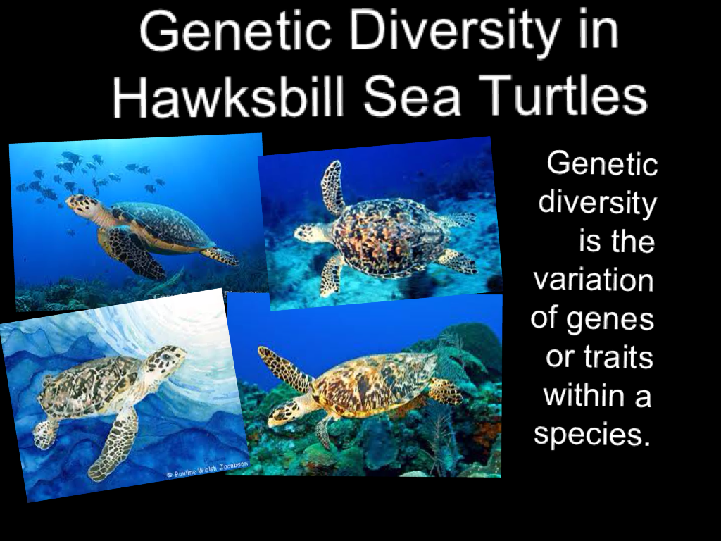 Biodiversity: Explain everything 4th hour: Genetic diversity in Sea Turtles