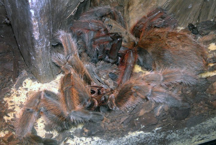 How do tarantulas shed their skin ~ Casimila