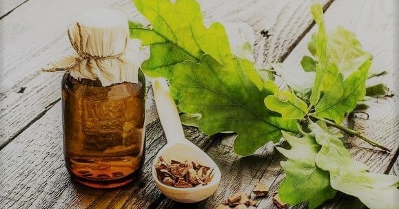 THE HEALING PROPERTIES OF COMMON OAK - health is wealth