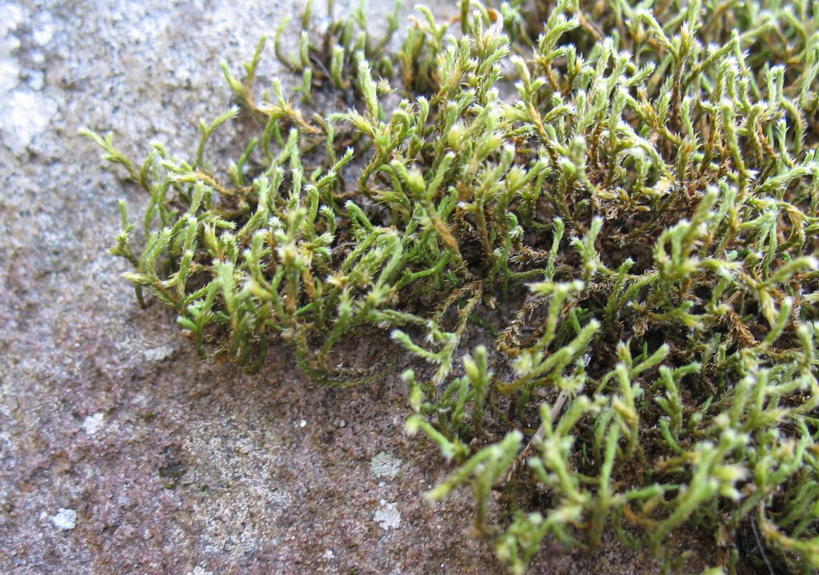 Using Georgia Native Plants: Marvelous Moss