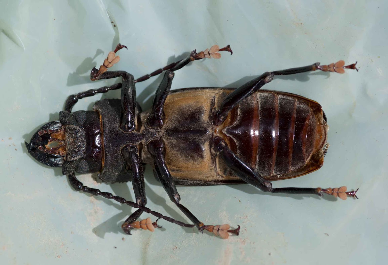 Window on a Texas Wildscape: Now THAT'S a BIG beetle!