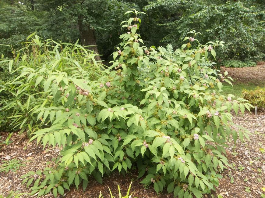 Future Plants by Randy Stewart: Beauty Berry