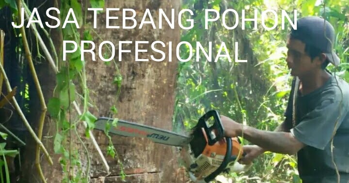 TEBANG POHON PALEMBANG: Layanan tebang pohon Kecamatan Kalidoni Kota ...