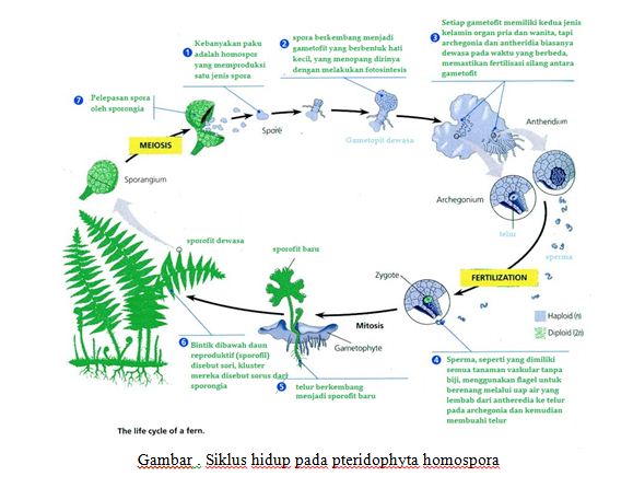 Pengertian Metagenesis Pteridophyta