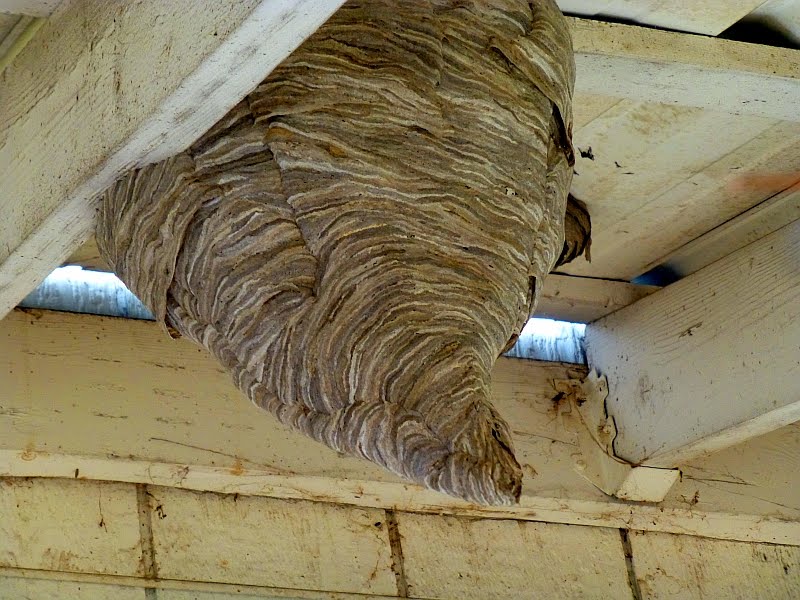 Rural Revolution: Dropping like flies