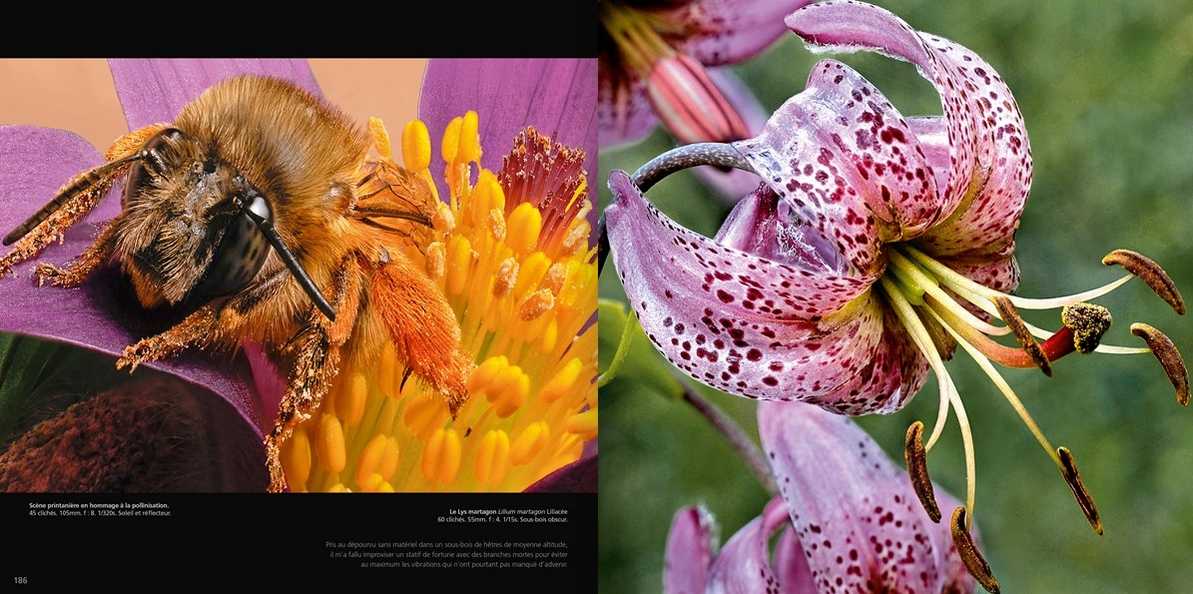 Animalia: Hyper Nature, de Philippe Martin