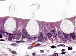 L'asthme de A à E: Le mucus bronchique