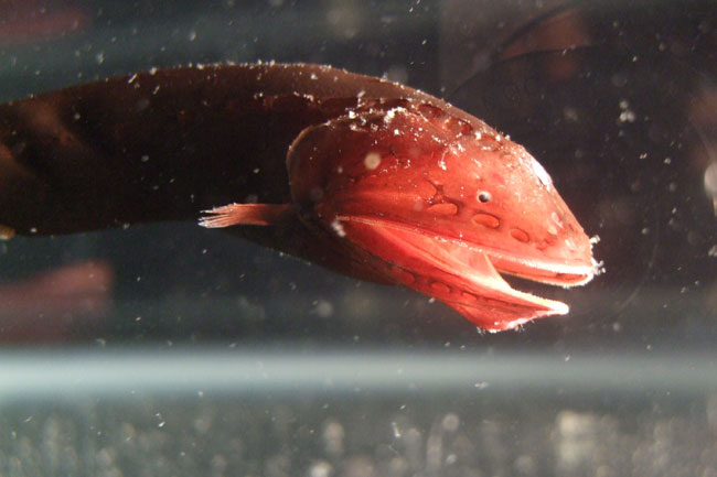 Artes de Pesca: ACTINOPTERYGII