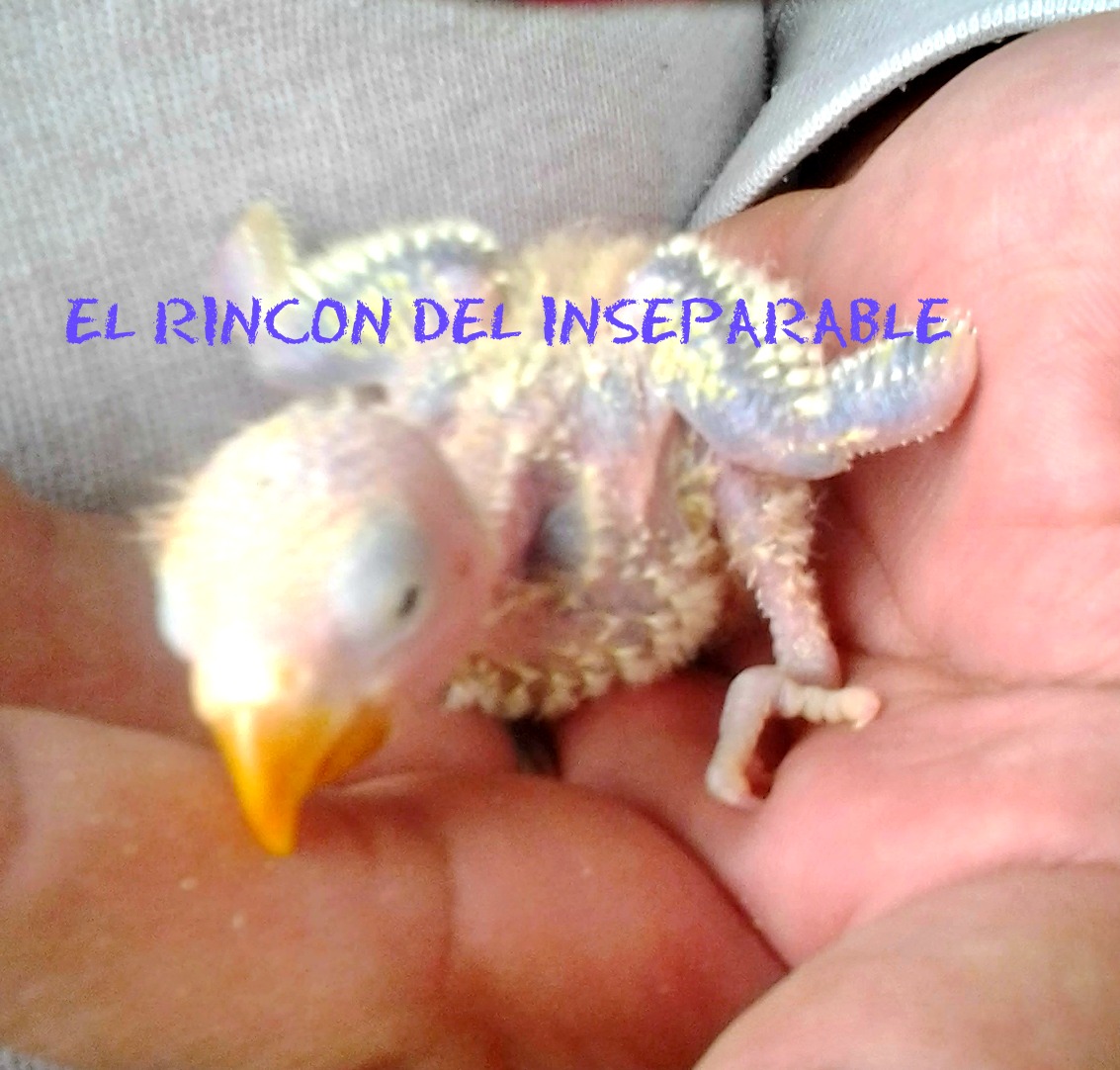 EL RINCÓN DEL INSEPARABLE: AGAPORNIS PAPILLEROS ANILLADOS DISPONIBLES