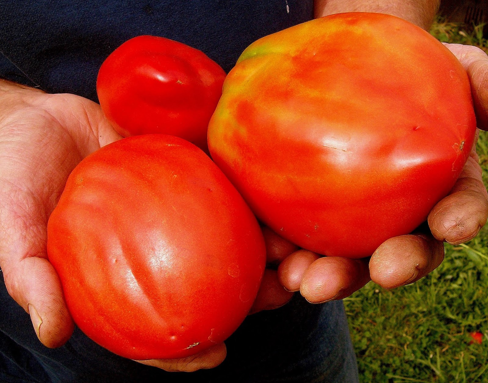The Sharing Gardens : Saving Tomato Seeds