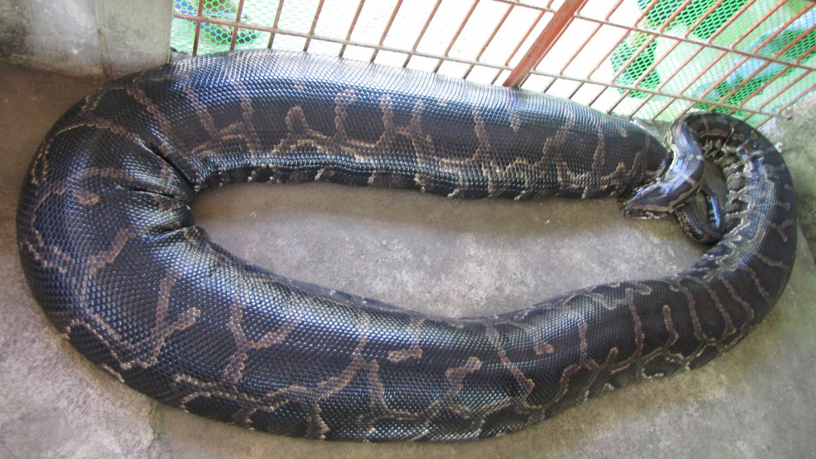 TravellinRonzky : the journey moments of Ron Bananola: BOHOL'S PRIDE: A ...