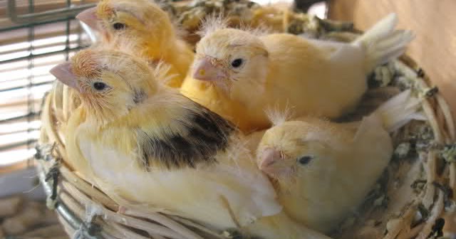 Canarini, lo svezzamento dei novelli