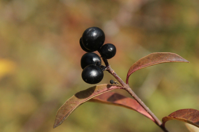 Vu par MamLéa: Fruits sauvages noirs