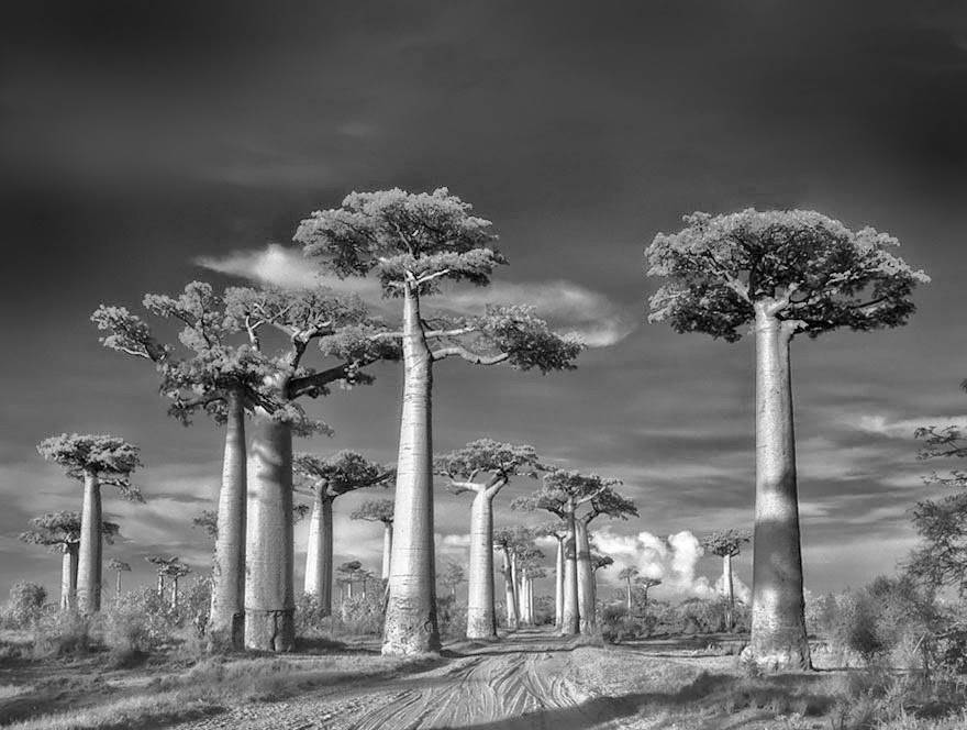 THE GREEN ICON: GALLERY