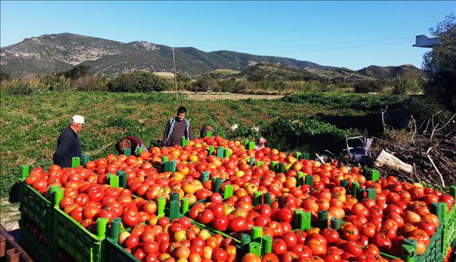 Domates nedir, Nasıl yetiştirilir, Domates Hakkında Bilgi