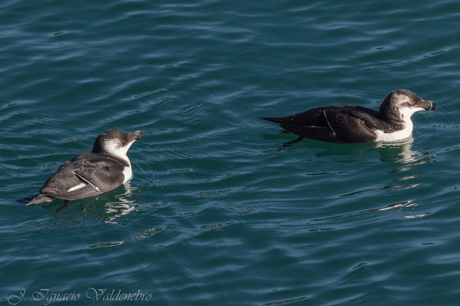 DocNatureBlog: El pingüino europeo. Alca Común (Alca torda). Alca Monxa.