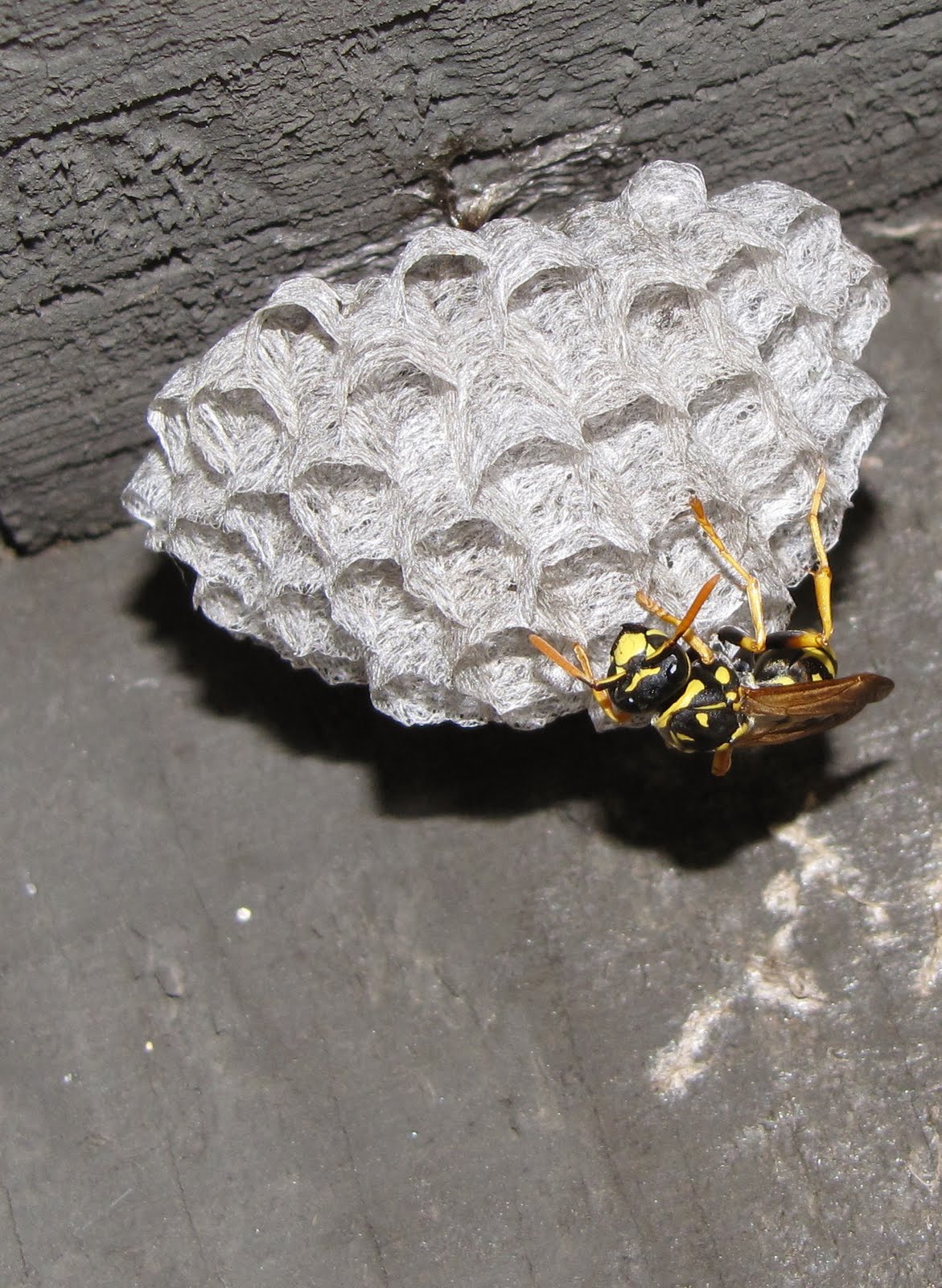 Bug Eric: Wasp Wednesday: European Paper Wasp
