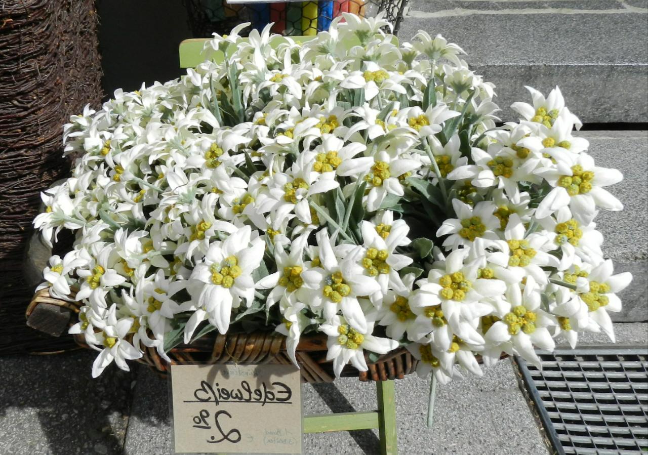 Paling Indah Gambar Bunga Edelweis Wallpaper