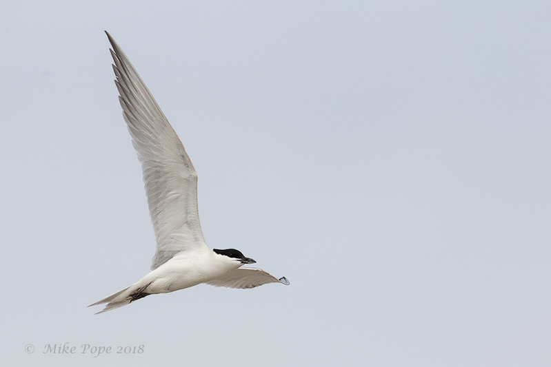 Kuwait Birding: Boubyan and Warba Island